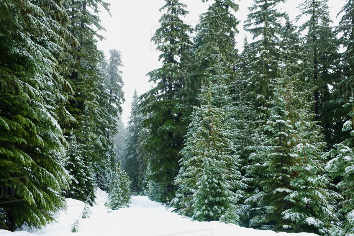 5 Myths About the Pacific Northwest